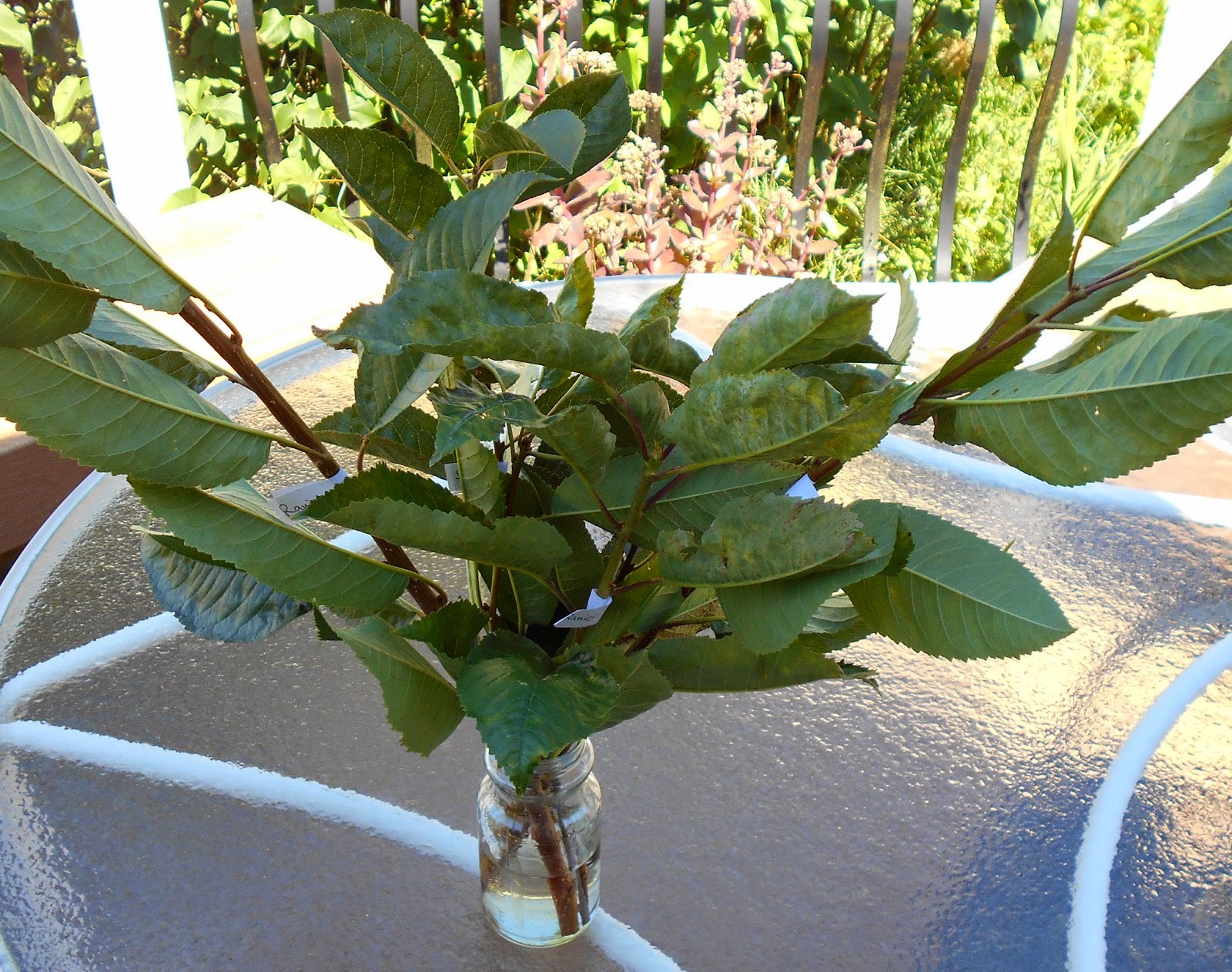 Daniel's Pacific NW Garden: Summer Bud Grafting Cherries, Plums ...