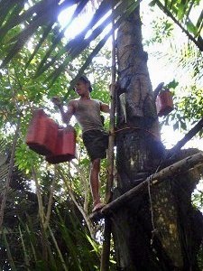Budidaya Aren : Jarak Tanam Aren Berdasarkan Tujuan Penanaman