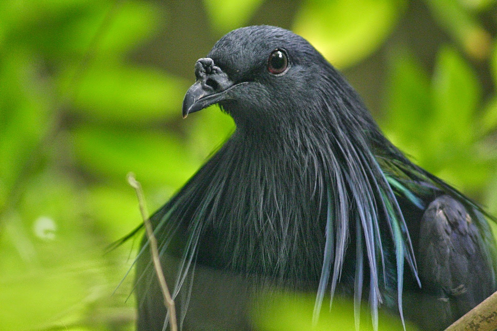 NICOBAR PIGEON photos - wallpapers | the fun bank