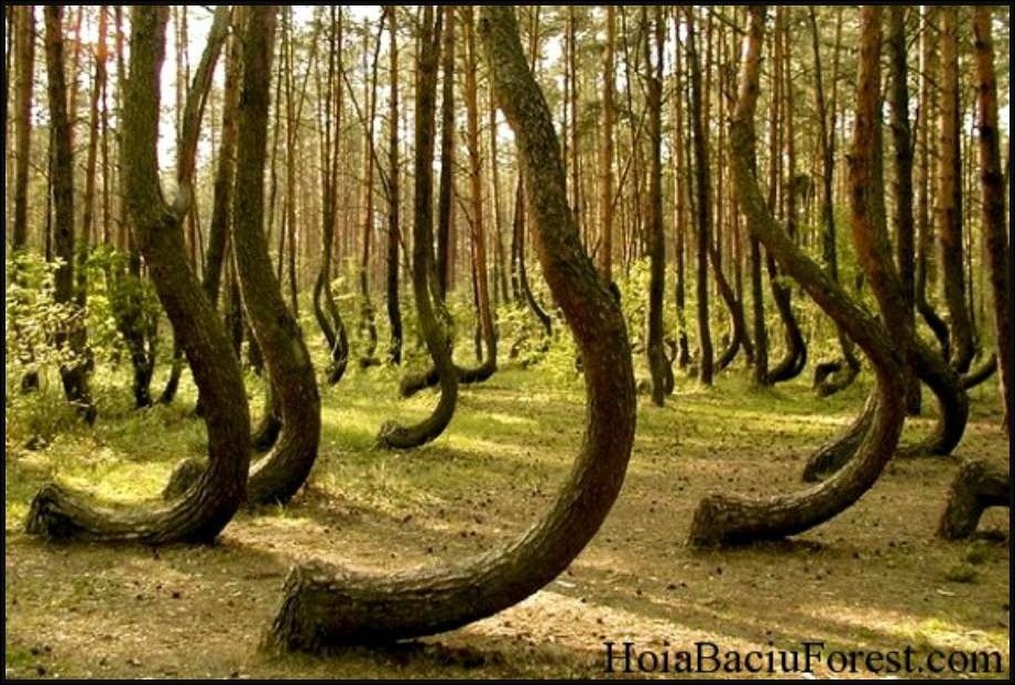 HOIA-BACIU : EL BOSQUE MAS ENCANTADO DEL MUNDO ~ .EFECTOANIMAS