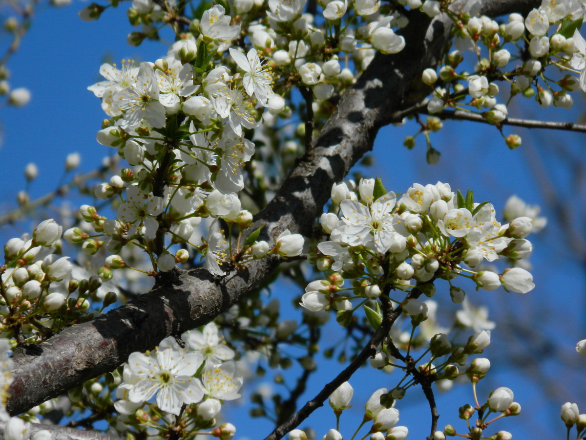 LA MULTI ANI, ROMANIA!: Pom inflorit