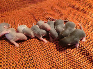 Nau speak: Baby Rat Growth & Development Part 1: the first 10 days