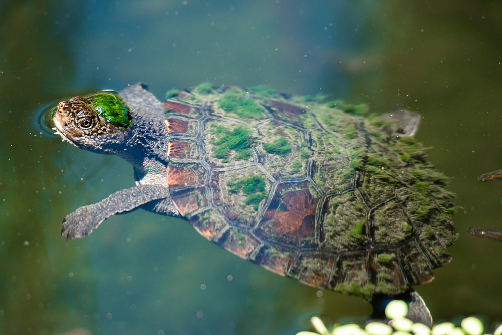 The Green-Haired Mary River Turtle | Amusing Planet