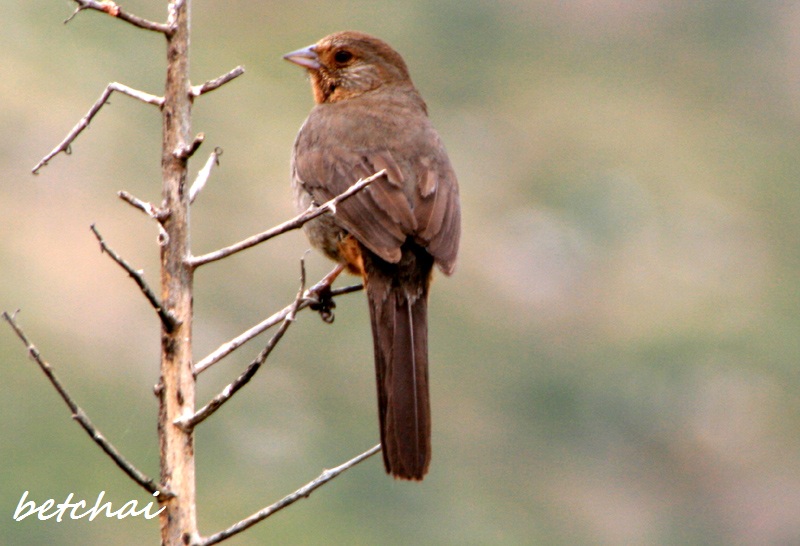 The Joys of Simple Life: Blue Sky Ecological Reserve to Lake Poway