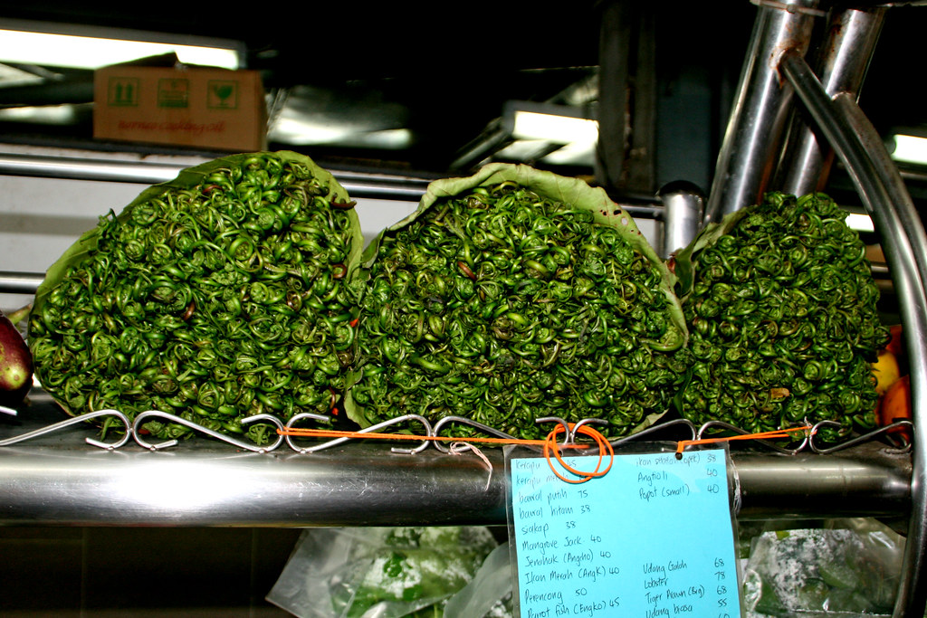 Paku Midin: 10 KHASIAT MAKAN PAKU MIDIN