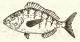 Frutos del Mar: MANUAL DEL PESCADO