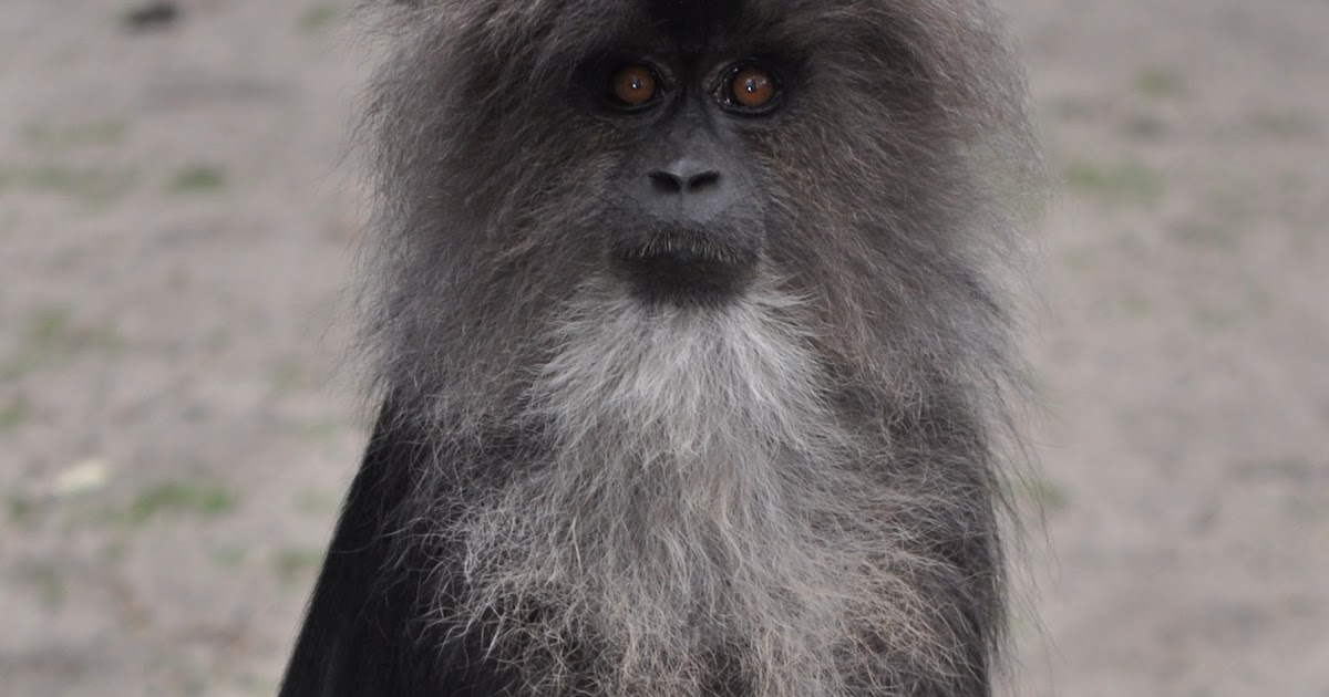 ZOOTOGRAFIANDO (6.100 ANIMALS): MACACO LEÓN / LION-TAILED MACAQUE ...