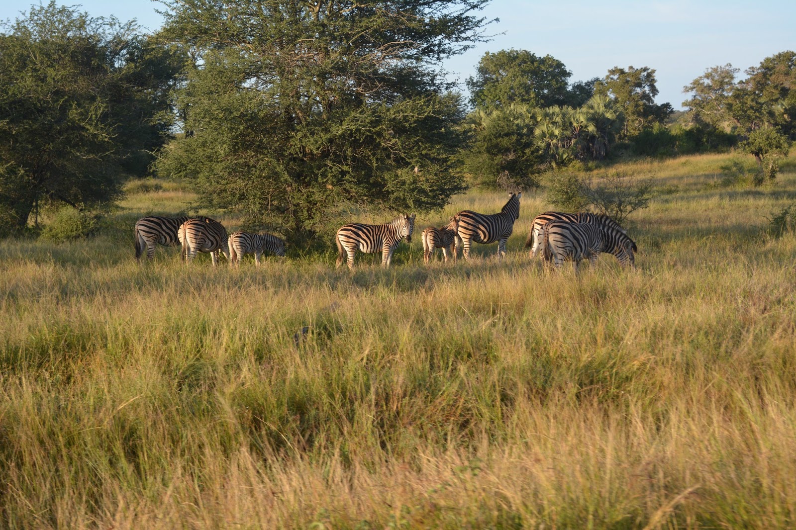 Do I Really Need That Rabies Shot...? : Kruger National Park--> Ha ...