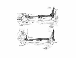 Achieve Relief One Patient at a Time: Advance Article, Leg Length ...