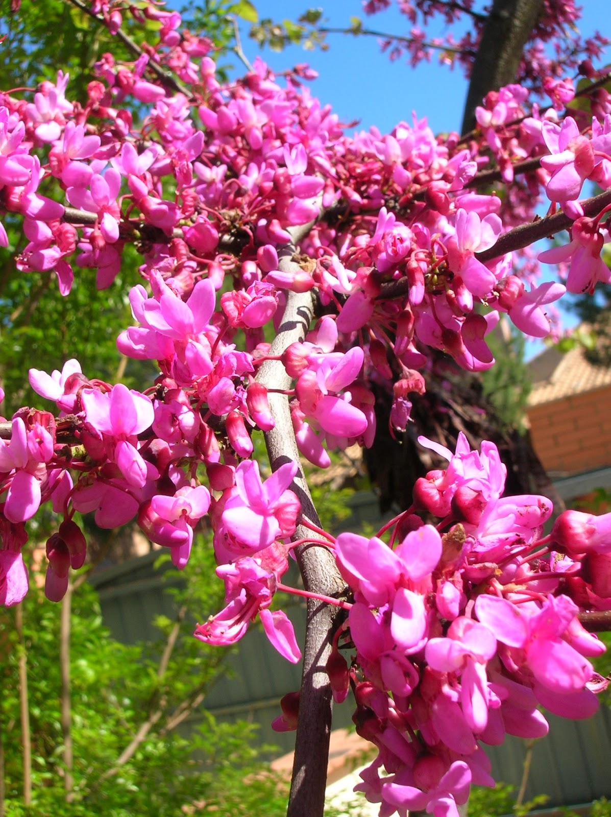 Recregarden: CERCIS SILIQUASTRUM