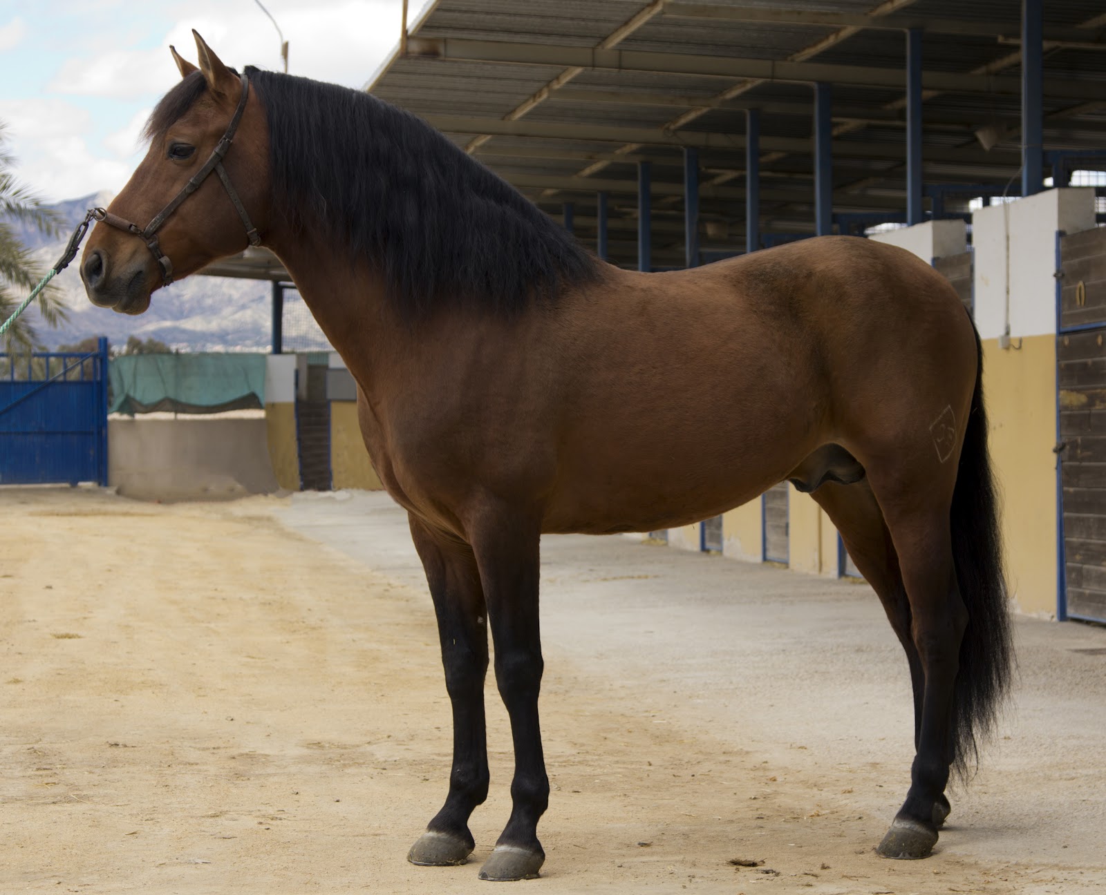 Yeguada Josefer: Los caballos: nuestra pasión.