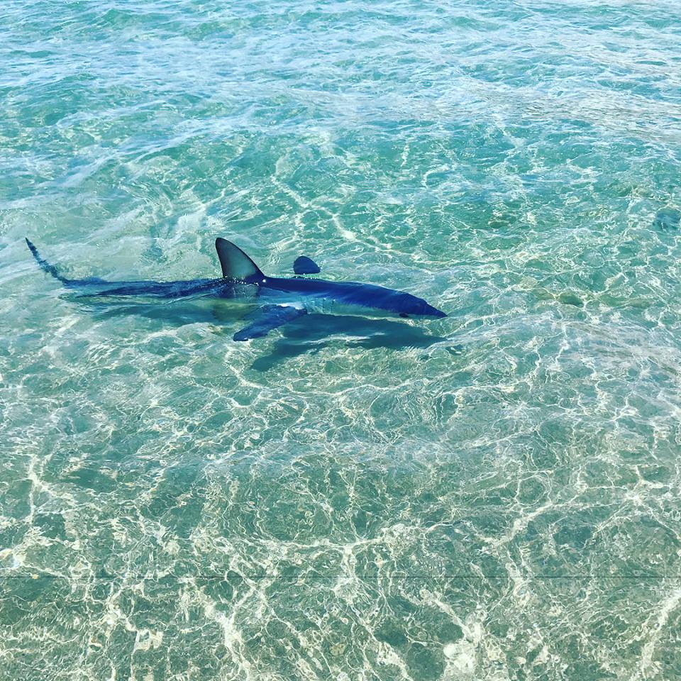 Sharks In Greece: Βίντεο με τον Καρχαρία Μάκο, στον Πλακιά Κρήτης (Video)