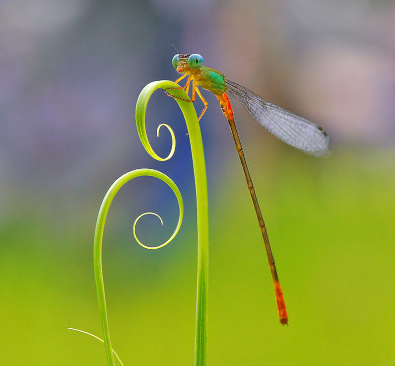 visual art gallery: Libélulas de colores - Dragonflies - 蜻蜓 - λιβελλούλες