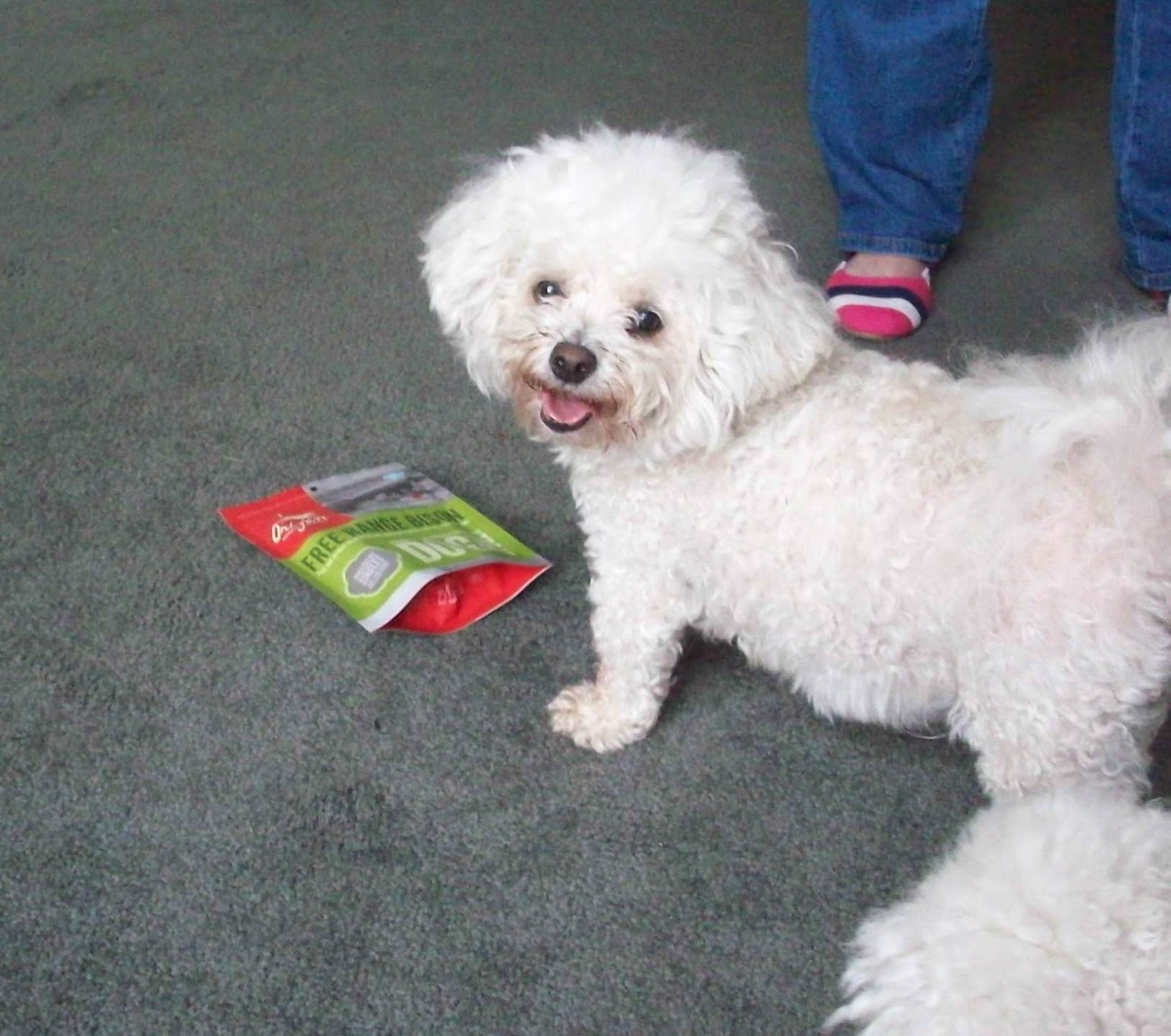 bichonpawz: Tasty Tuesday Featuring Chewy and Orijen's Free Range Bison ...