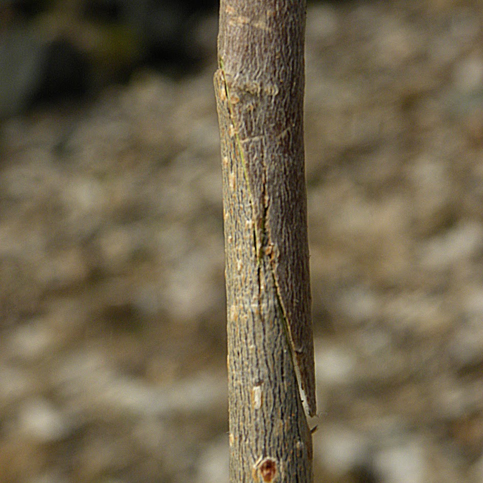 Orto delle Piane - Agricoltura Naturale di montagna: Innesti e potature