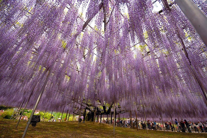 This 144-Year-Old Wisteria In Japan Looks Like A Pink Sky | My99Post