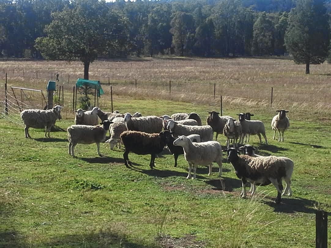 Our Aussie off grid heaven: Sheep playing hide and seek.