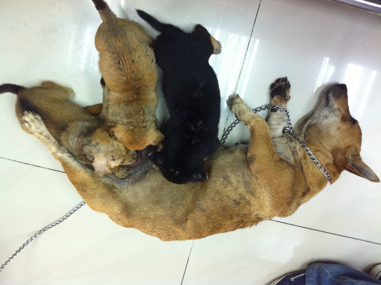 MALAYSIAN DOGS DESERVE BETTER: 2012-03-11