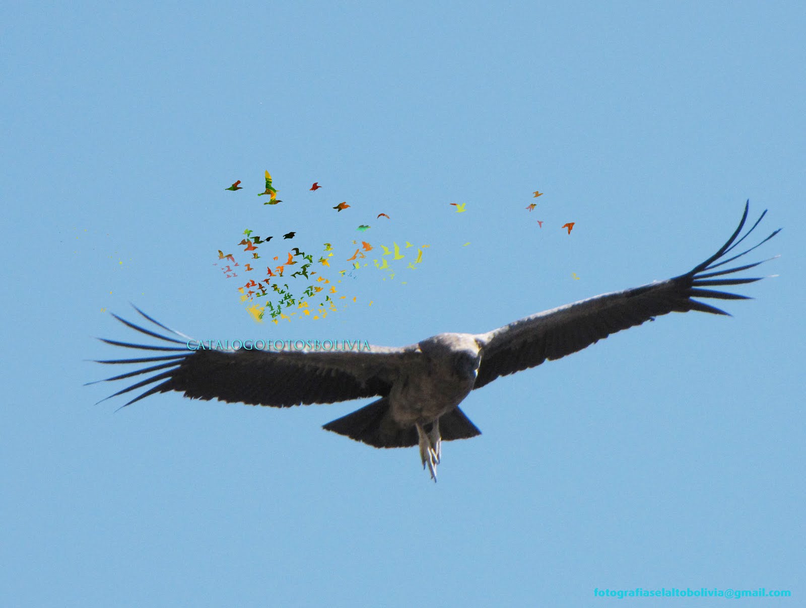 Catalogo de fotos Bolivia: El vuelo del Condor de Los Andes