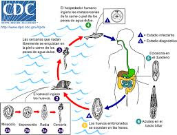 Parasitología: 2019