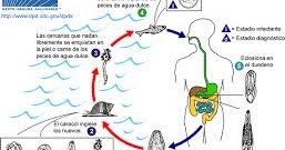 Parasitología: Amphimerus : Ciclo de vida