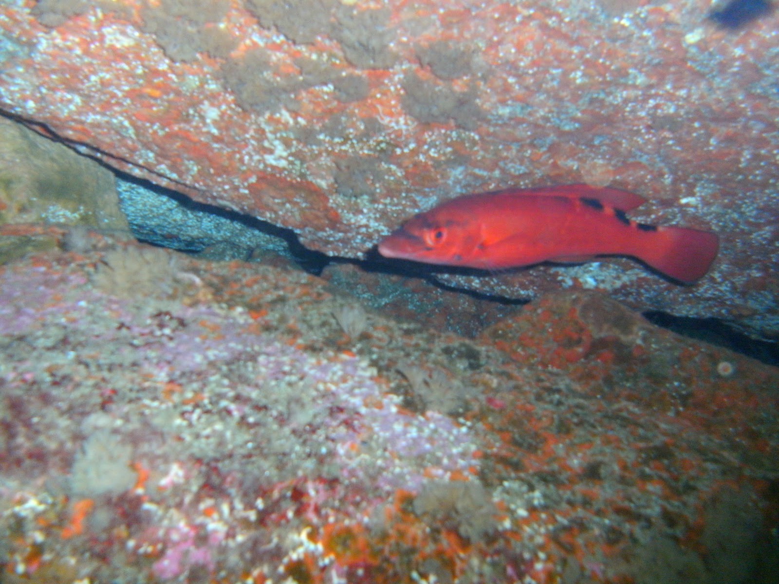 Sea Slug and the Turtle: Female Cuckoo Wrasse - Labrus mixtus