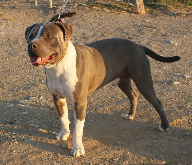 NOBLE GALGO: PERRO ROBADO, PIDO VUESTRA AYUDA!!‏