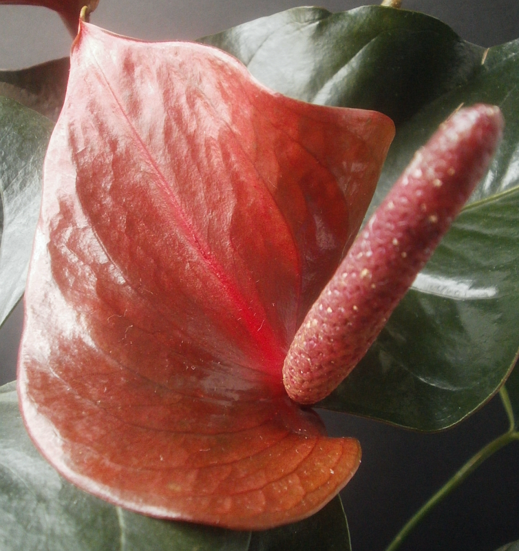 Plants are the Strangest People: Anthurium no. 0366 "Maureen Biologist"