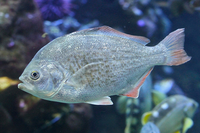 Artes de Pesca: ACTINOPTERYGII.