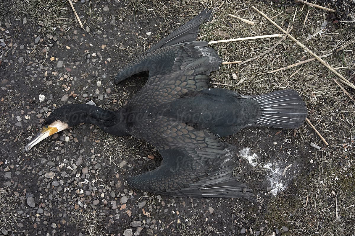 English Planet: Most Shocking Bird Behaviors