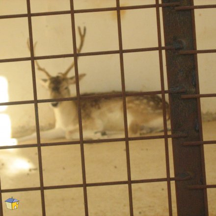 Worldwide Animal Welfare.