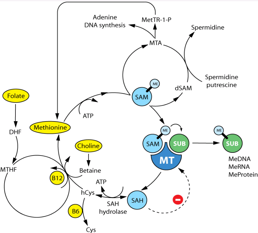 Epiphany: Autism & Schizophrenia - Histamine degradation via HMT ...