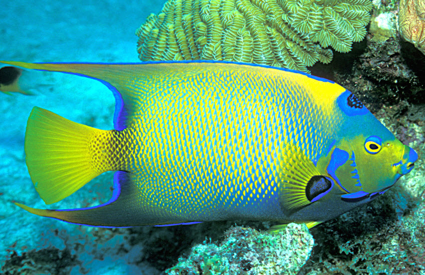Queen Angelfish | The Life of Animals