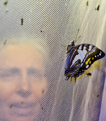 BunyipCo: November 2016