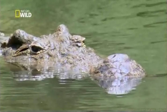 Discovery Blog: Documentários National Geographic: Ataque animal