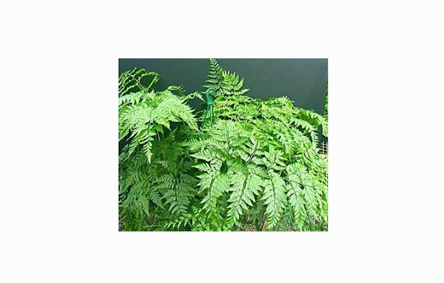 Pteridophyta (Tumbuhan Paku) : Pengertian, Ciri, Klasifikasi | Markas ...