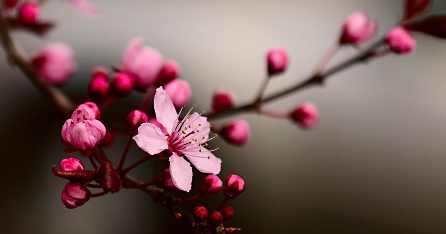 Bagi Pecinta Bunga Sakura Harus Tahu Fakta Tentang Bunga Sakura - Jual ...