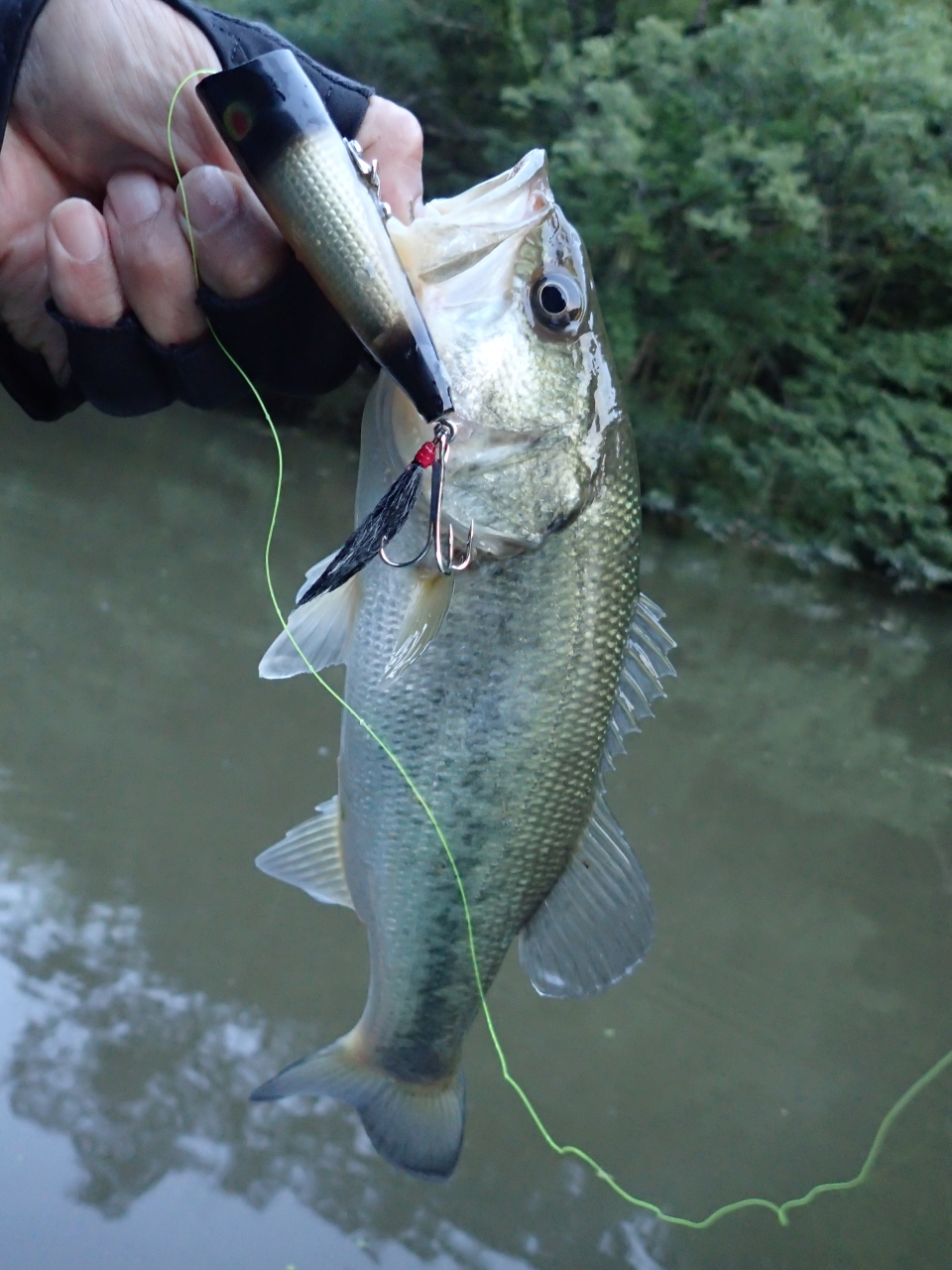 Chug-Chug! Rush, At Ease!: One bass with Pico Pop