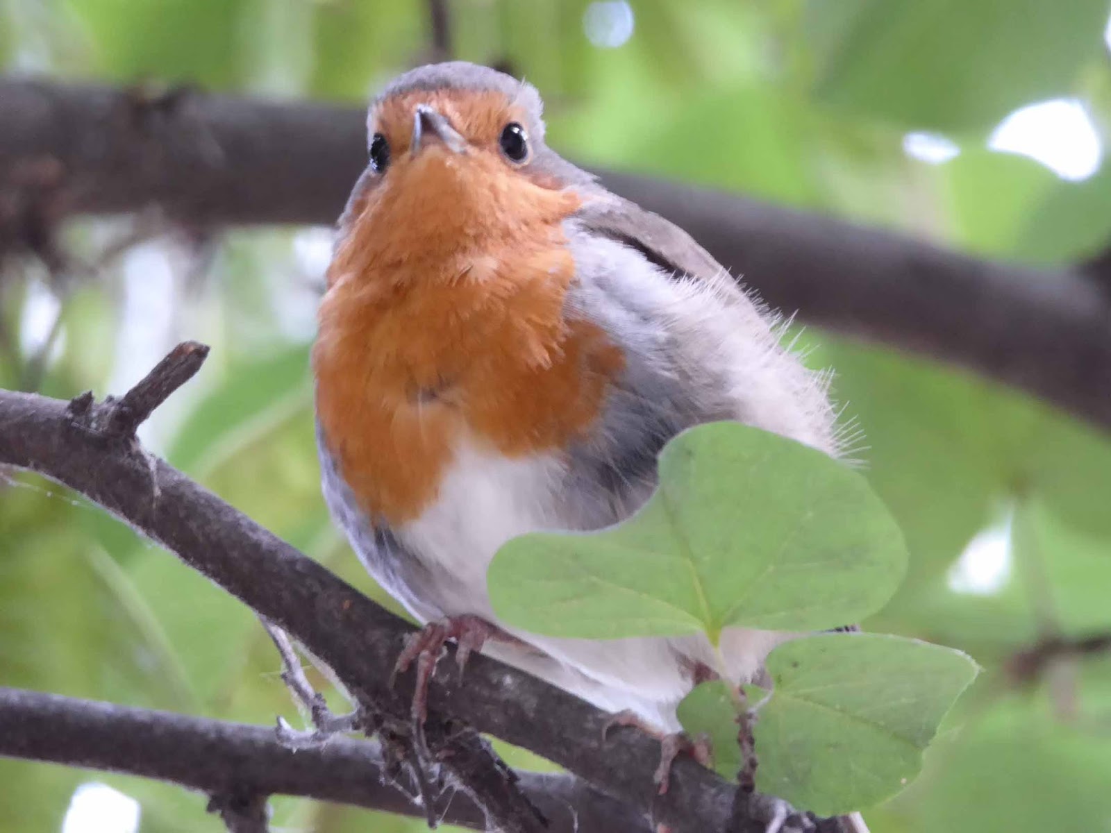 El Naturalista Novato: PAJAROS PEQUEÑOS