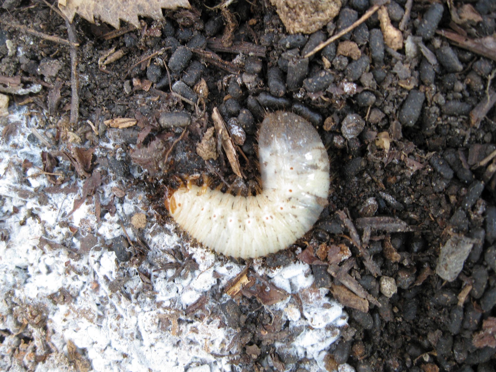 digimages photo: Larvigt