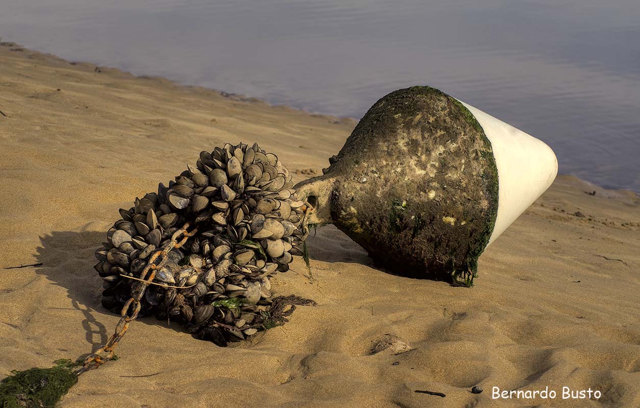 RÍA DE LA VILLA: enero 2012