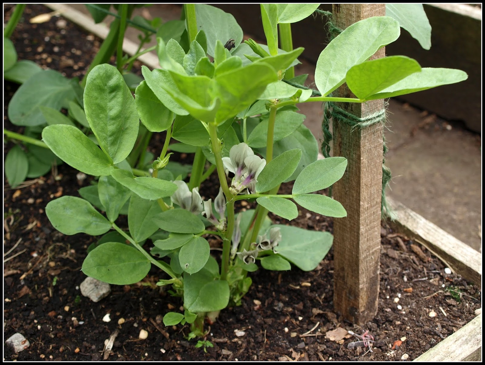 Mark's Veg Plot: Broad Beans