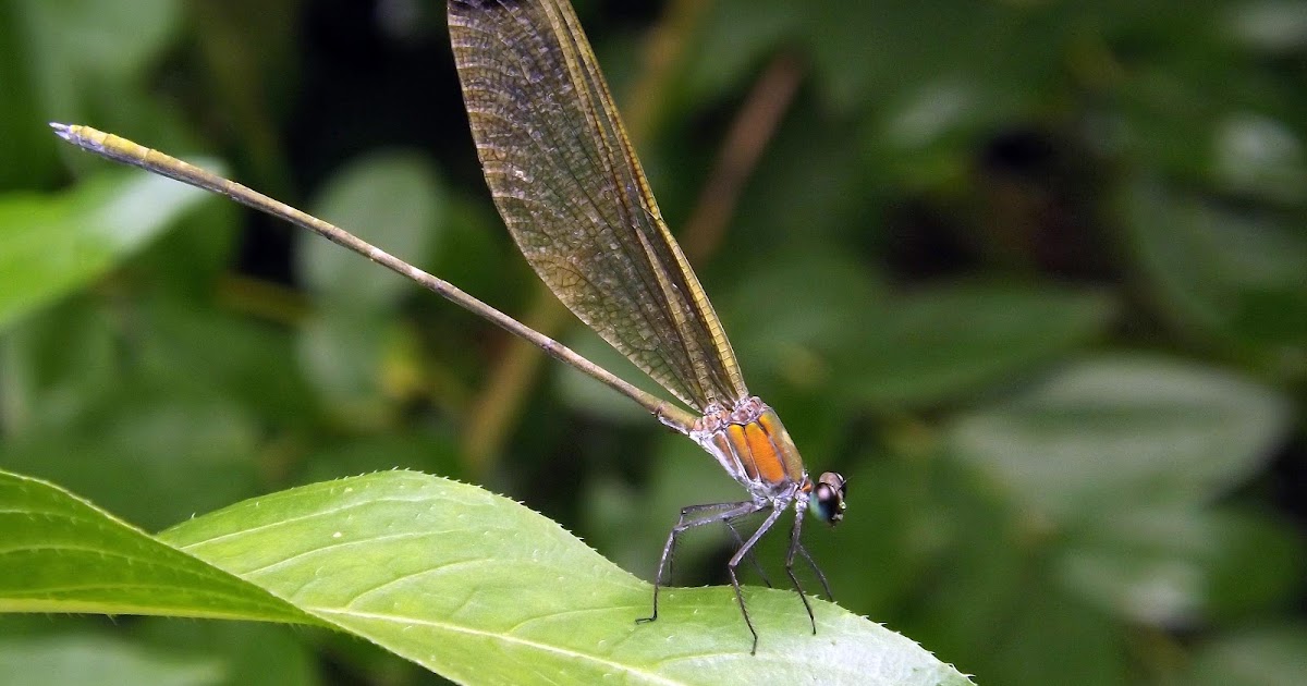 Dragonflies and Damselflies Of Kerala: Black Tipped Forest Glory ...