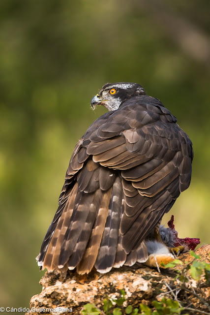 AZOR COMUN - Accipiter Gentilis | Observatorio de la Naturaleza