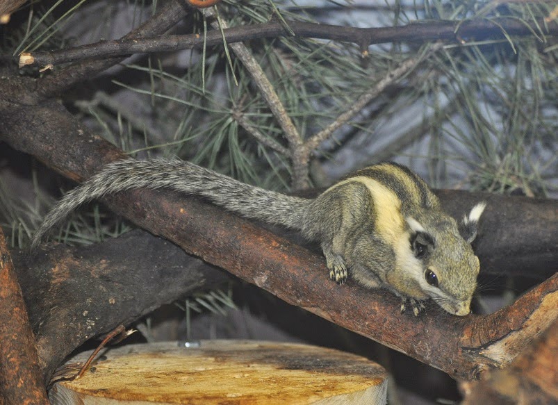 ZOOTOGRAFIANDO (6.100 ANIMALS): ARDILLA RAYADA DEL HIMALAYA / HIMALAYAN ...