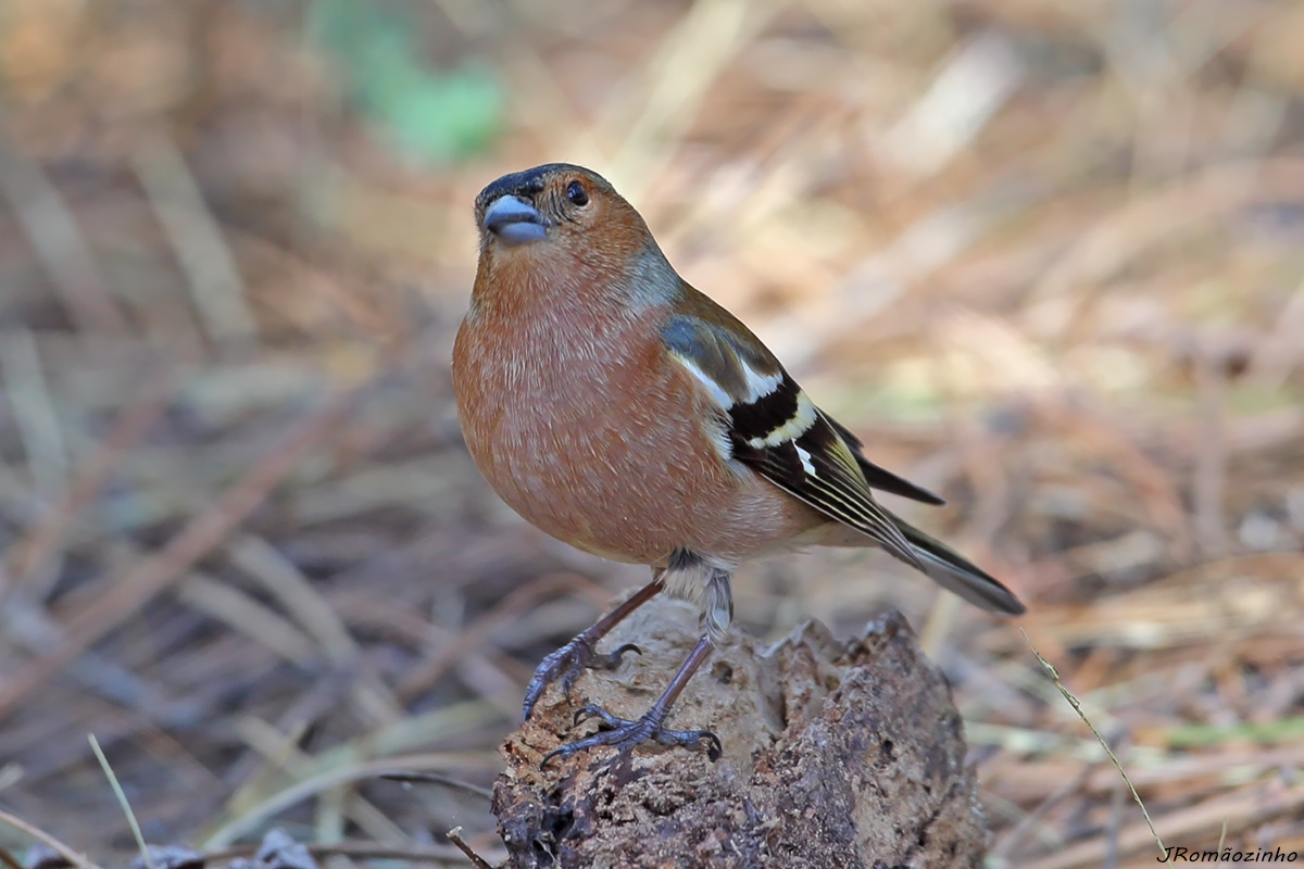 Pescador de aves: Tentilhão comum