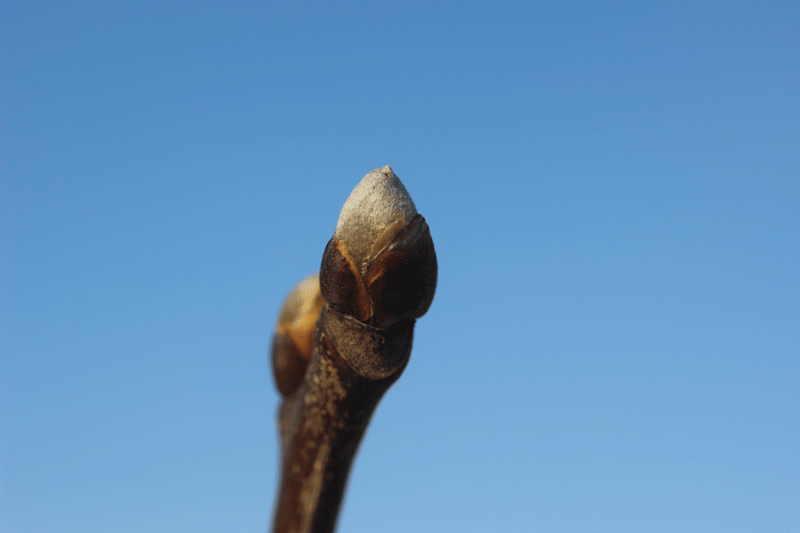 My rented garden: Jag ser jord, jag ser knoppar..det är vår!!