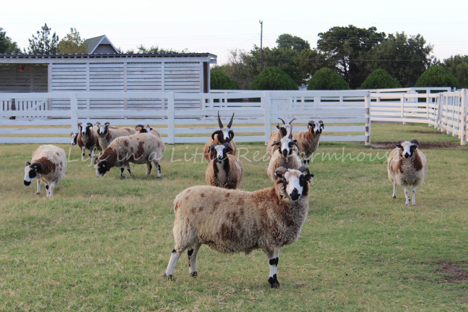 Sheep Breeding Season
