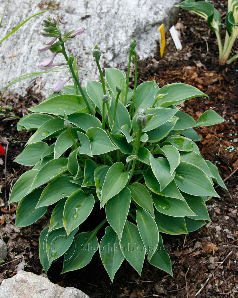 Olga's Hosta: Abby