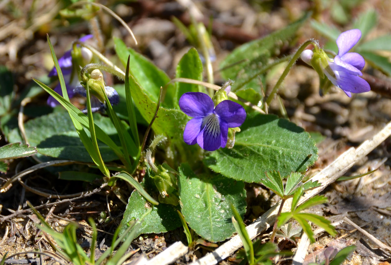 Woods Walks and Wildlife: Mostly Spring Flowers